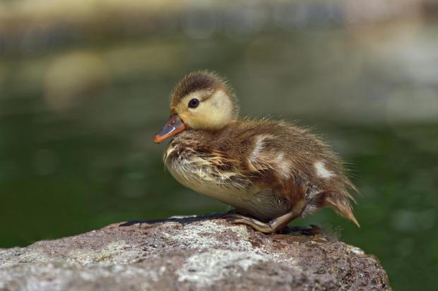 Ducklings reunited with parents after chimney rescue in Emmer Green