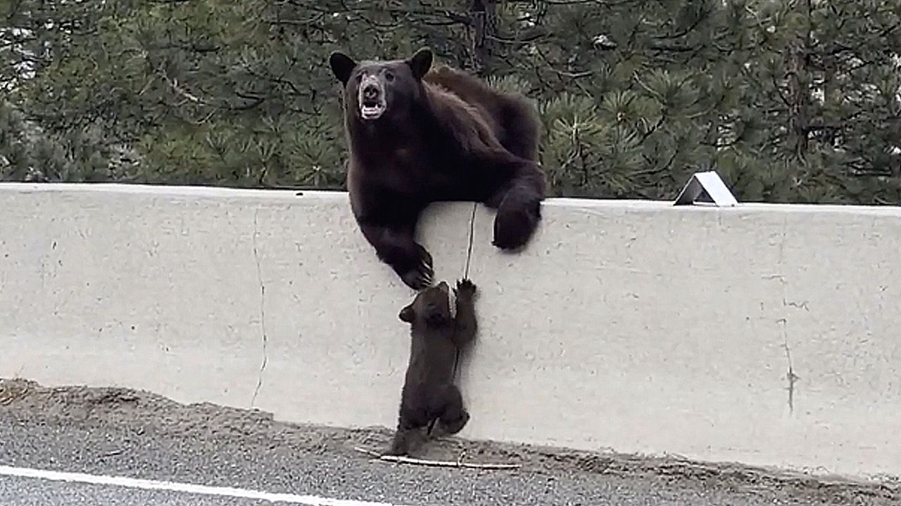 Mama bear comes to the rescue as cub gets stuck behind traffic barrier ...