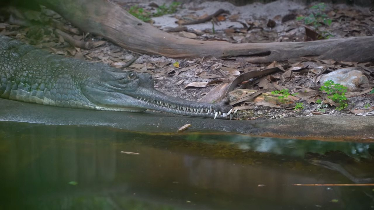 It came straight at me - 17 foot crocodile encounter