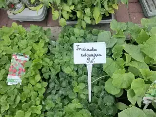 Co na balkon? Modne rośliny 2026. Jakie kwiaty, warzywa sadzić na ...