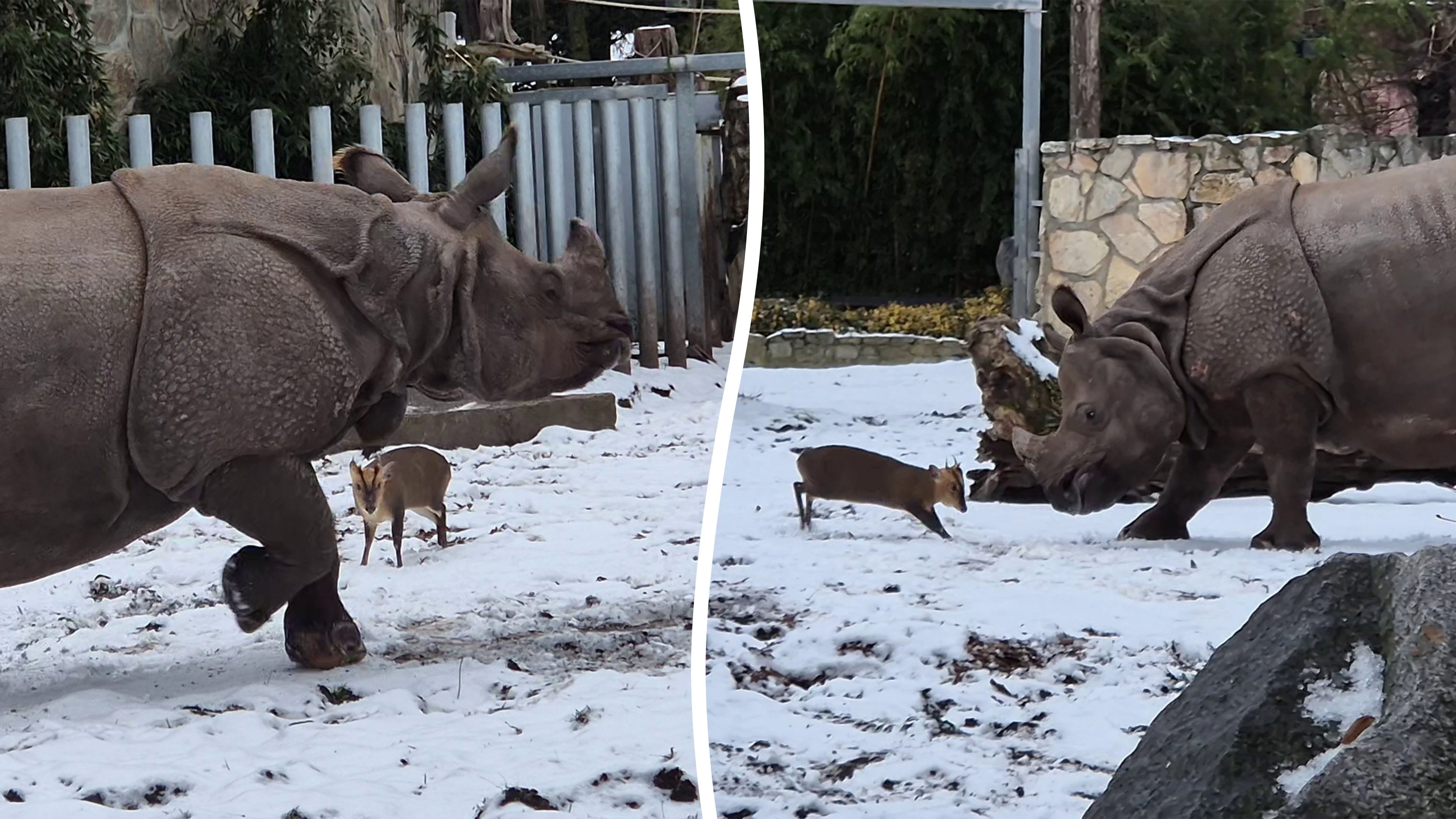 Tiny 13kg deer takes on a 1.7 tonne rhino and comes out on top