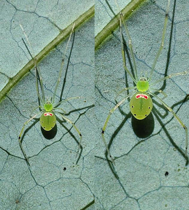 New 'happy face' spider species discovered in Himalayas