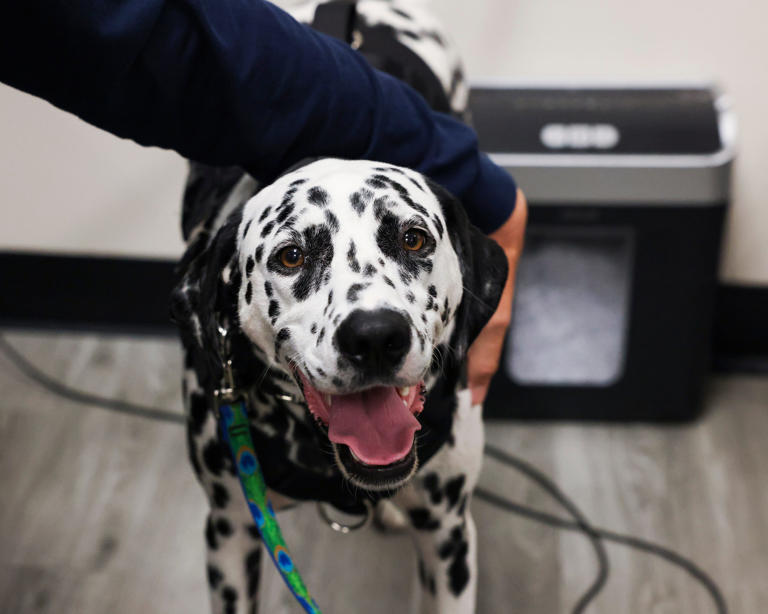 Florida Fire Rescue team gets its first mental health dog, a Dalmatian