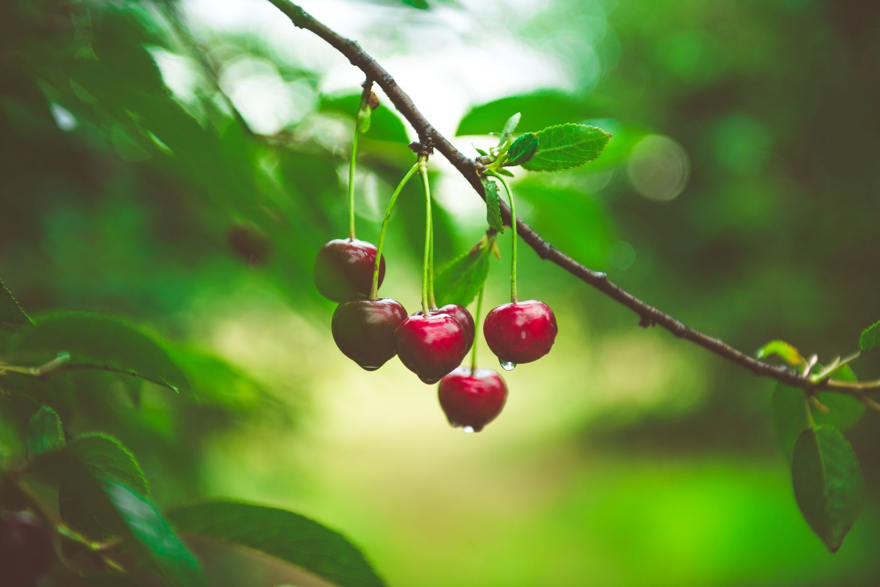 Irritable bowel syndrome: 20 foods to avoid
