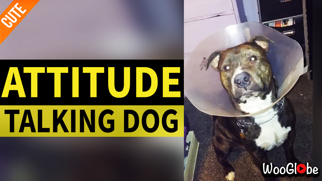 Adorable: A talking dog with attitude | WooGlobe