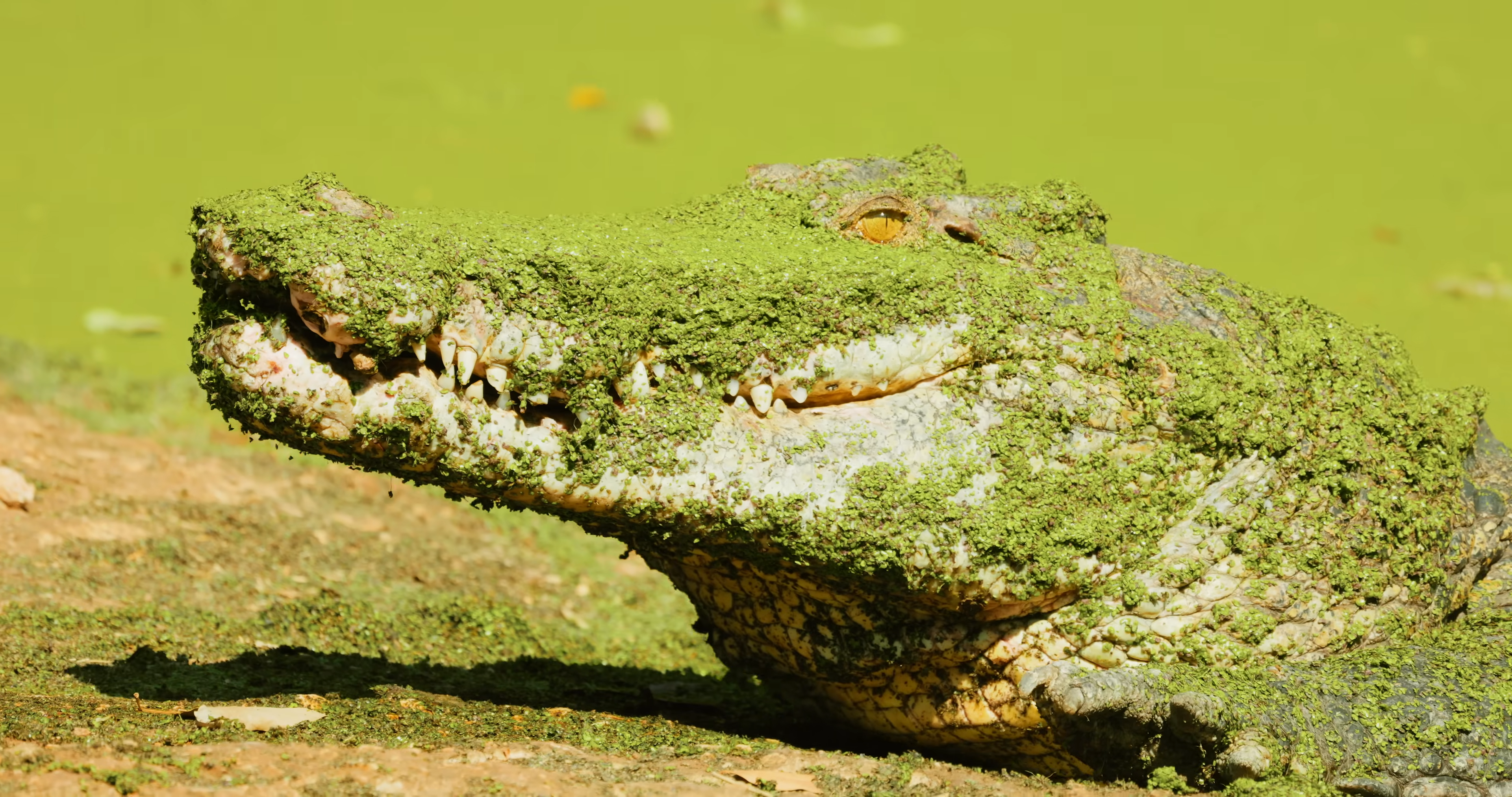 Watch what happens when prey walks past an alligator hidden under green ...