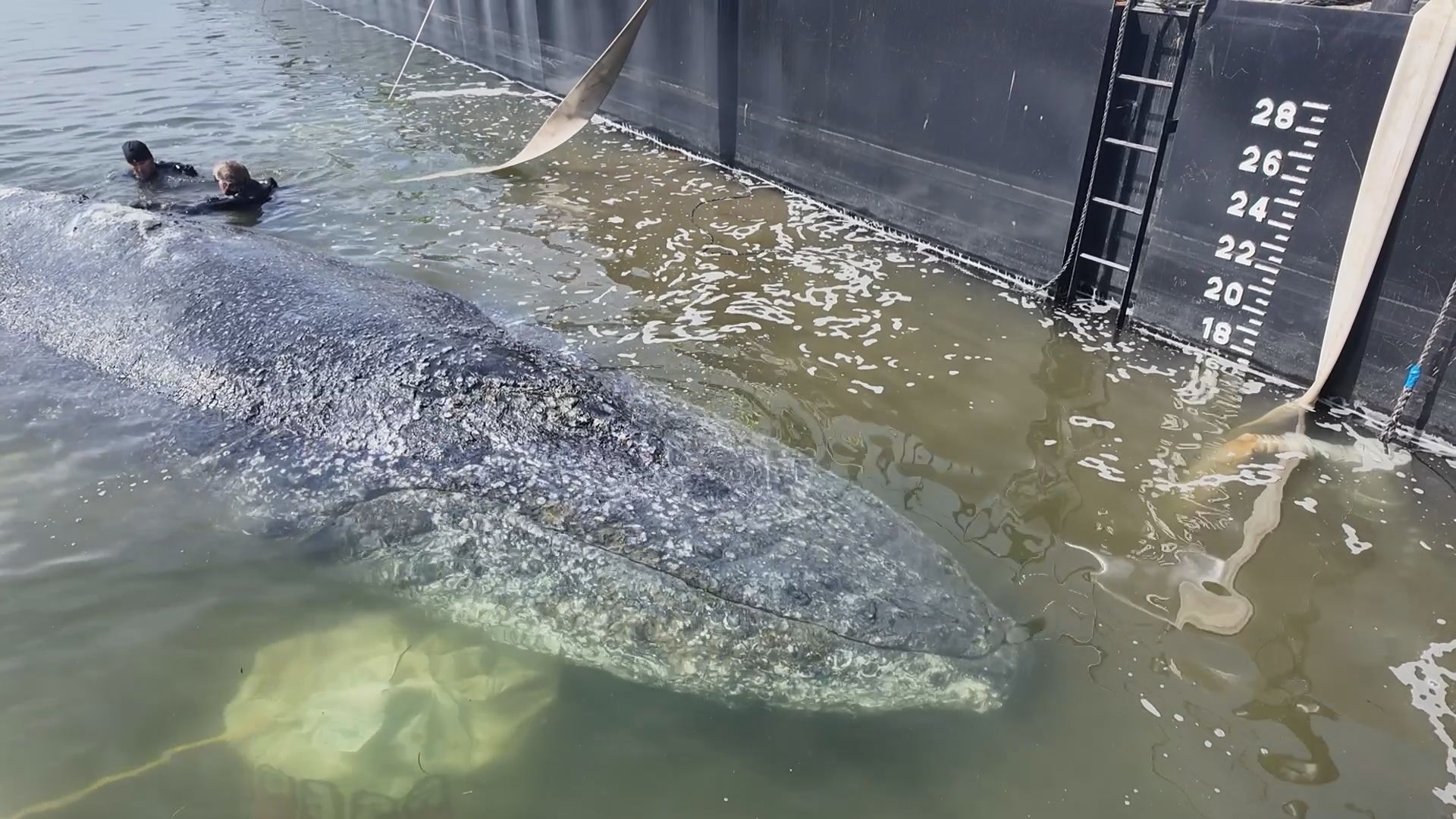 De absurde nasleep van walvis Timmy: dode bultrug verandert in macabere ...