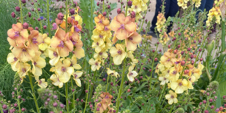 This rare, easy-care perennial adds instant summer colour to any garden
