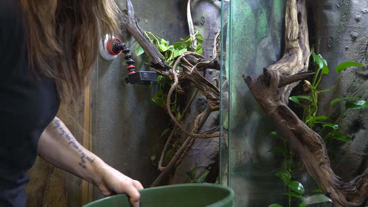 We finally got one - Australia's most beautiful snake