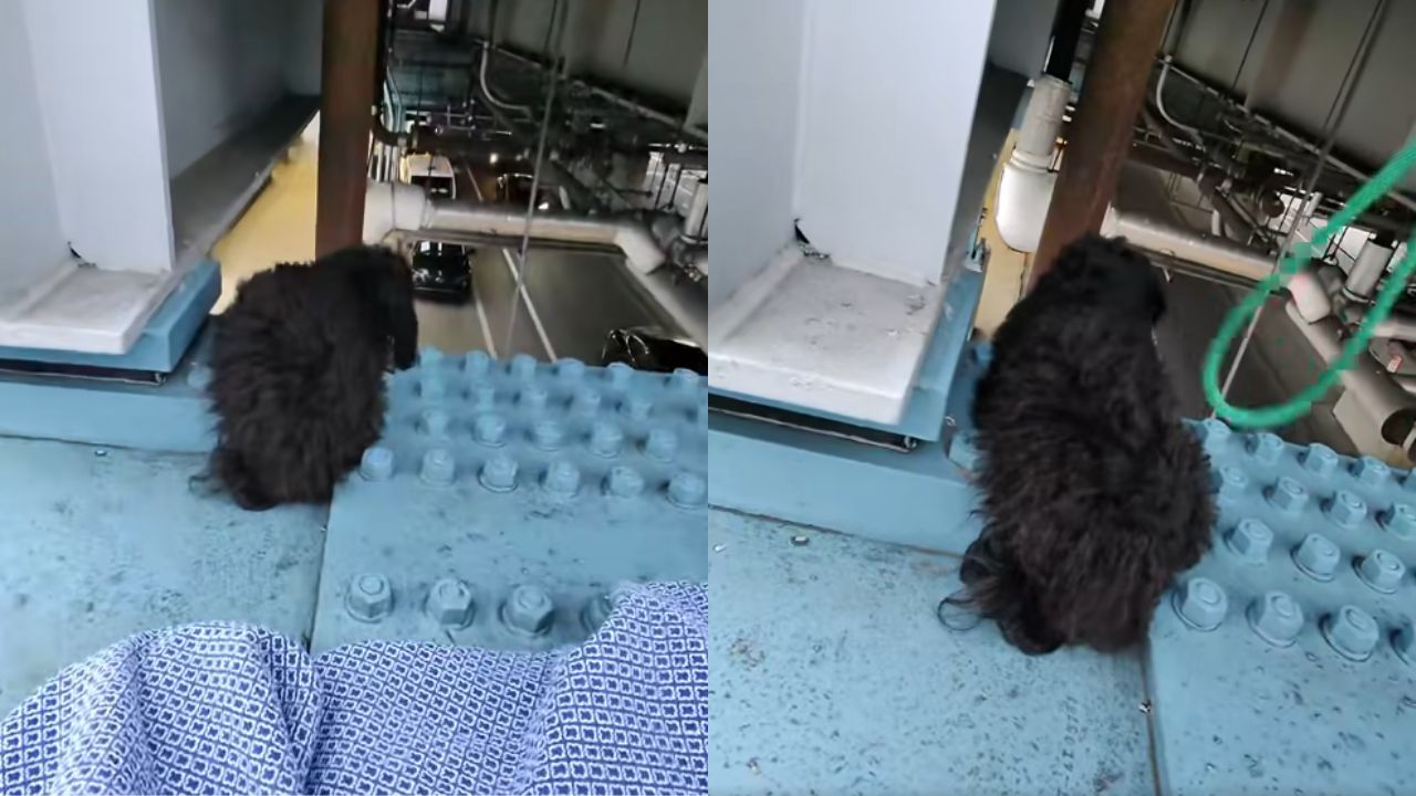 Vídeo emocionante mostra resgate de cachorra presa em viga de rodovia ...