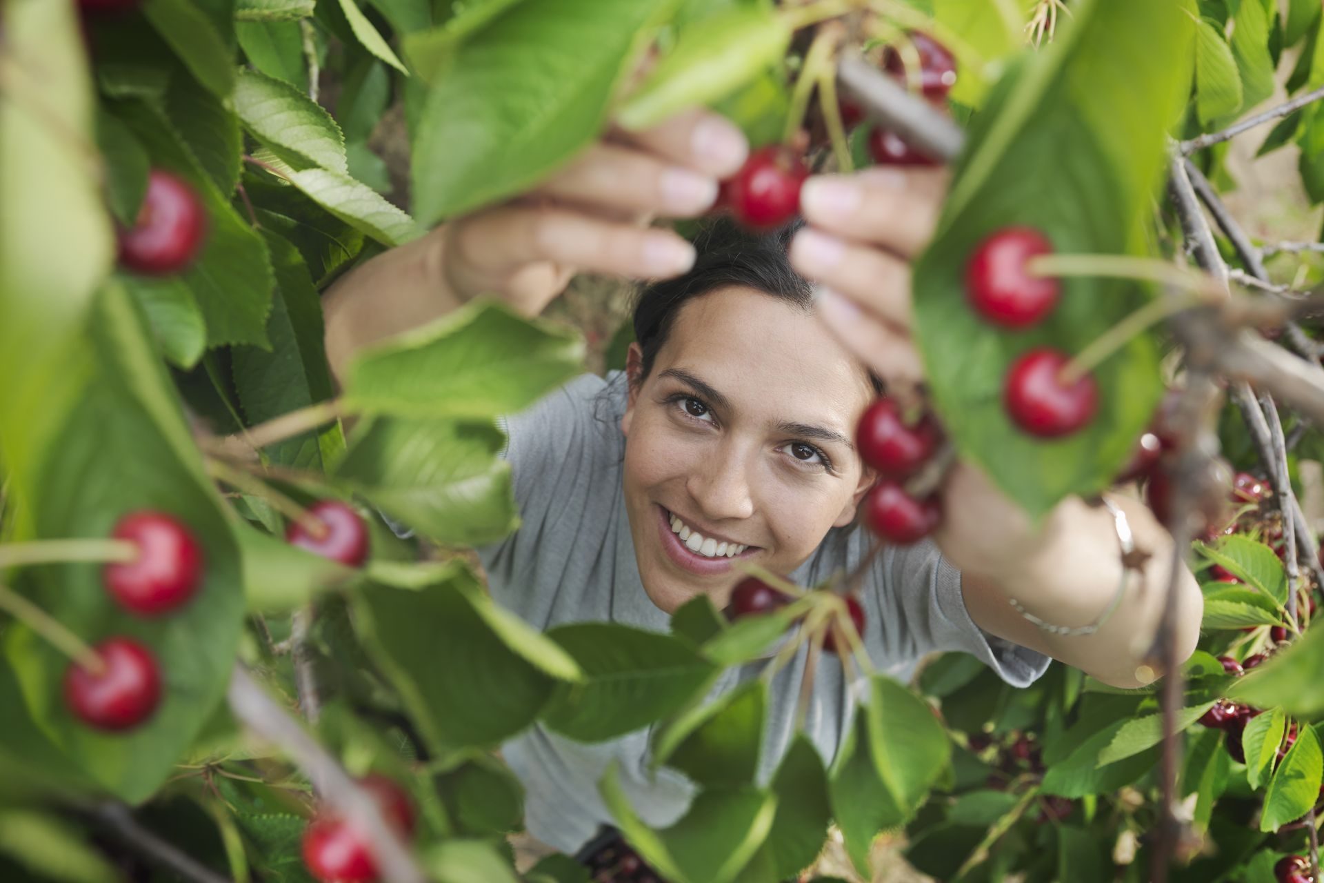 Picking fruit in the wild: smart tips for protecting yourself and the ...