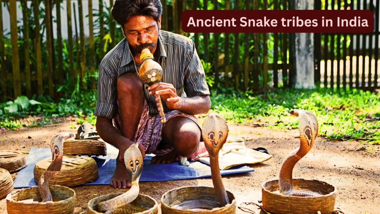 From Sapera to Irulas: Famous snake tribes of India and why they ...