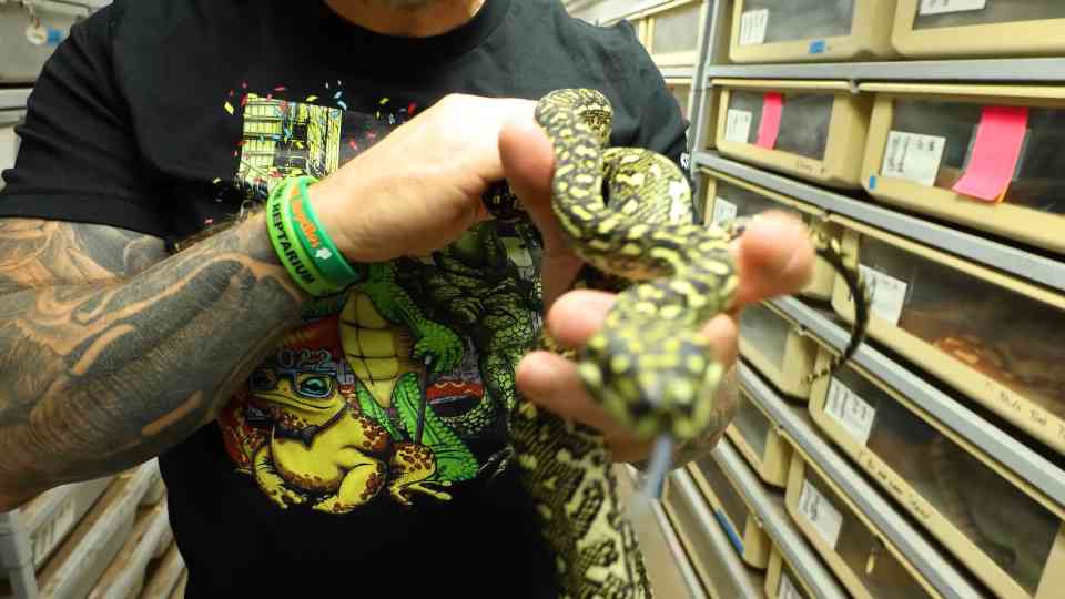 A 20 foot snake turned aggressive - and things escalated