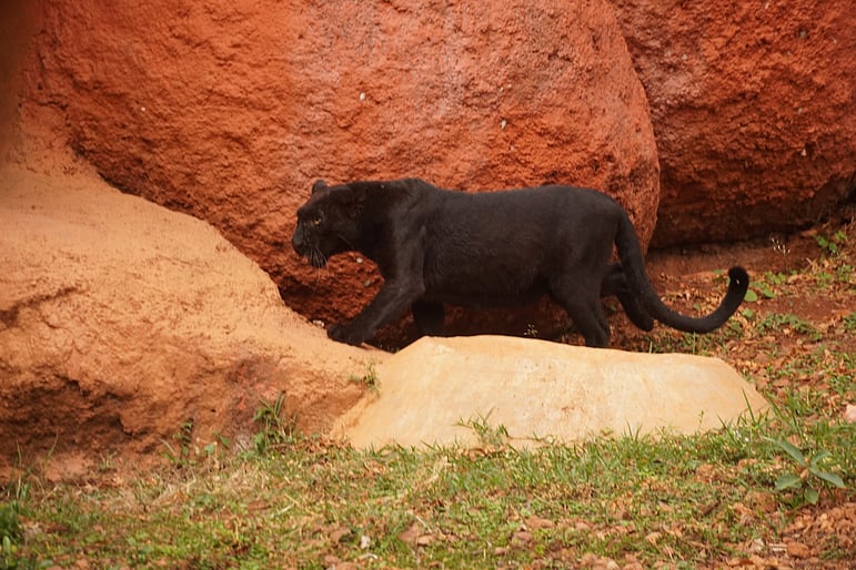 Panther beaten to death, carcass set ablaze by mob in Rajasthan’s Bharatpur