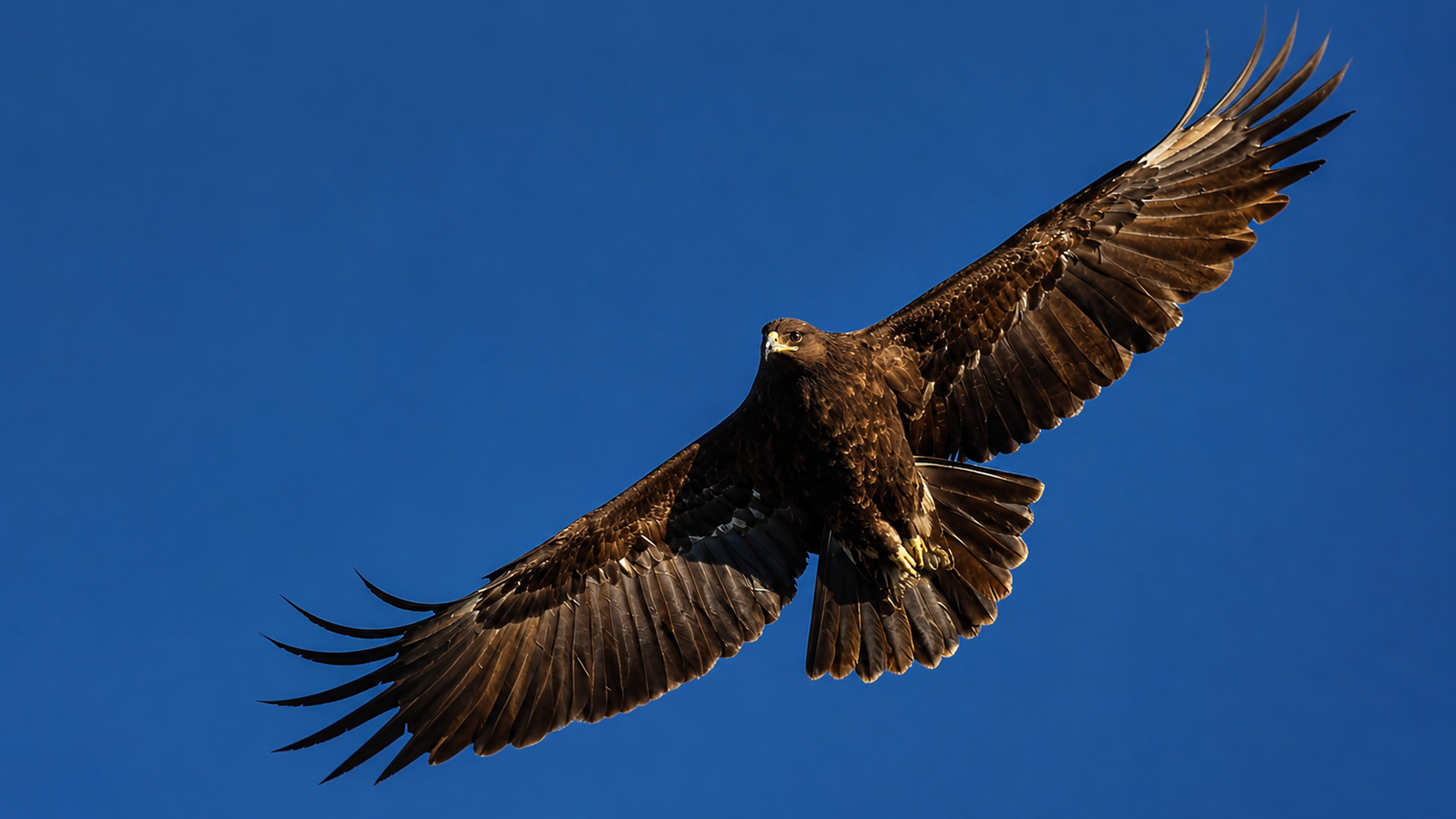 Rare eagle hunt captured in stunning detail