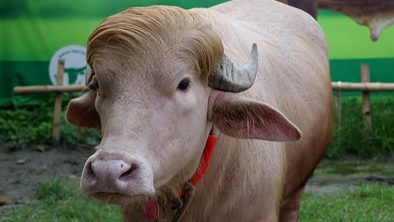 Bangladesh: Albino buffalo nicknamed "Donald Trump" becomes unlikely ...