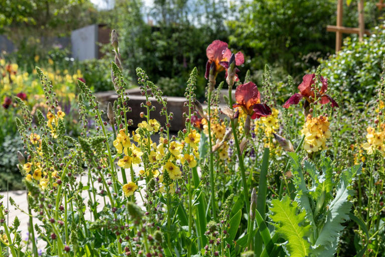 This rare, easy-care perennial adds instant summer colour to any garden