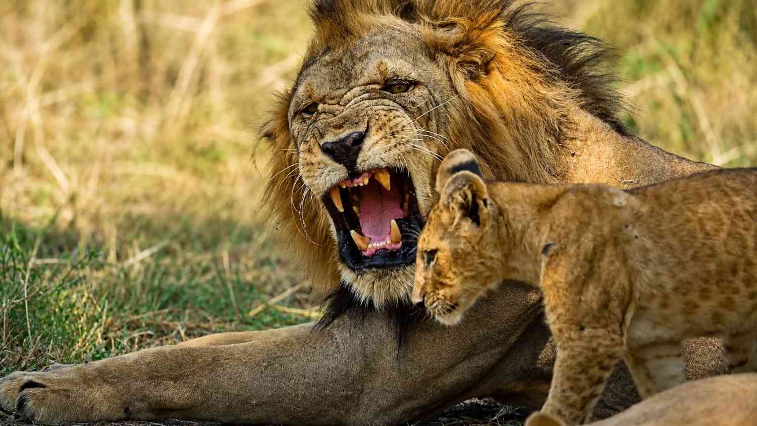 Wild lion cubs suddenly appeared from the grass