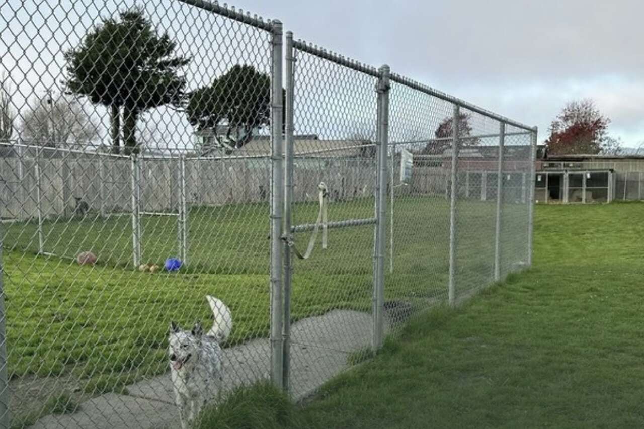 Bay Area shelter dogs sent to 'no-kill' rescue were found shot and ...