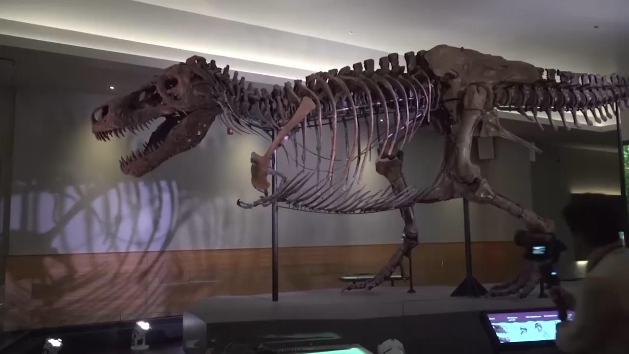 Why meat-eating dinosaurs like T rex evolved to have tiny arms