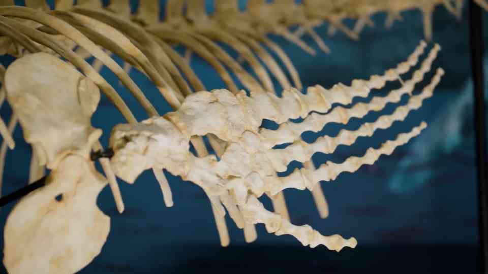 Whalers found a 27-ton whale with legs - then scientists found fingers ...