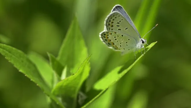DNR seeks volunteers to survey Wisconsin’s endangered Karner blue ...