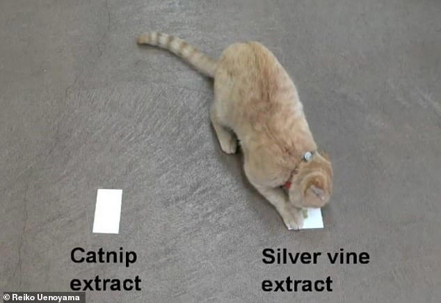 Is your cat secretly getting high? Little-known plant sends pets into ...