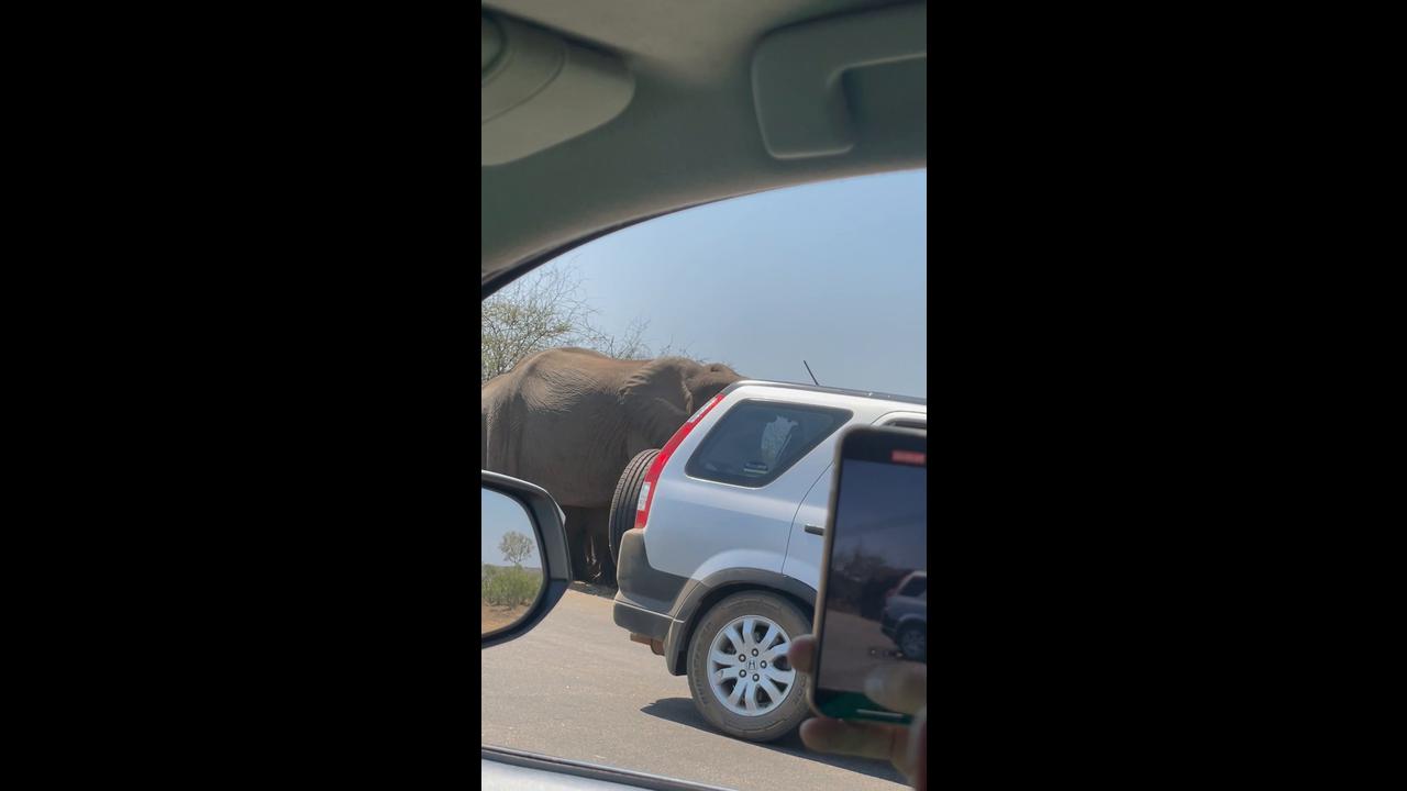 Giant African elephant walking near vehicle during sunny safari adventure