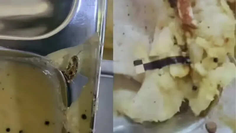 Amid 'Cockroach Janta Party' buzz, here's how a cockroach found in a DU ...