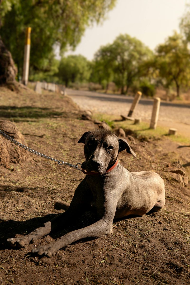 10 striking hairless dog breeds that look almost unreal in person