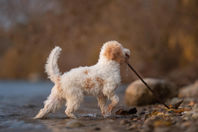Newly adopted puppy digs up $8,000 in gold coins on first walk
