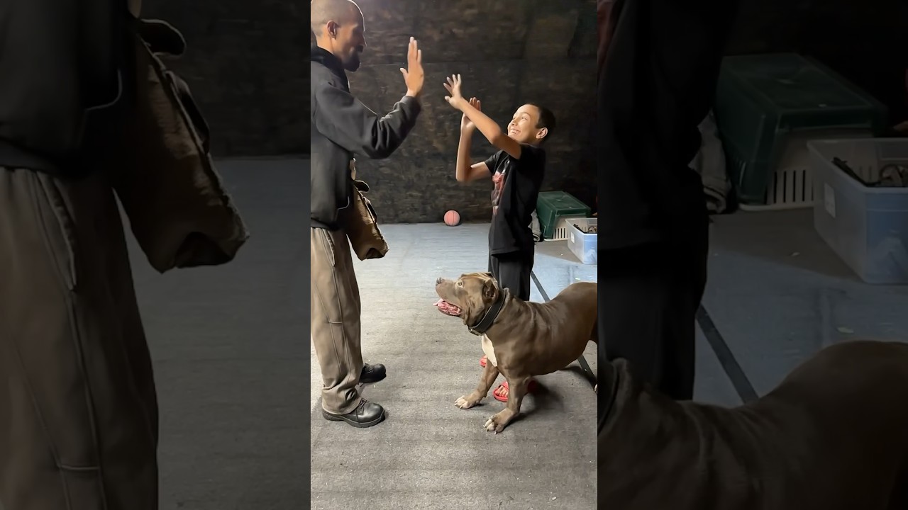 This pitbull reacts with perfect timing during training