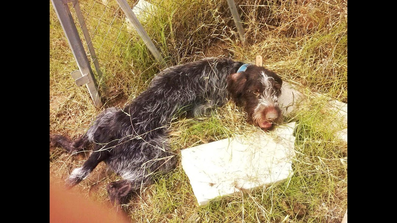 This dog was left in an abandoned field for weeks - until this man ...