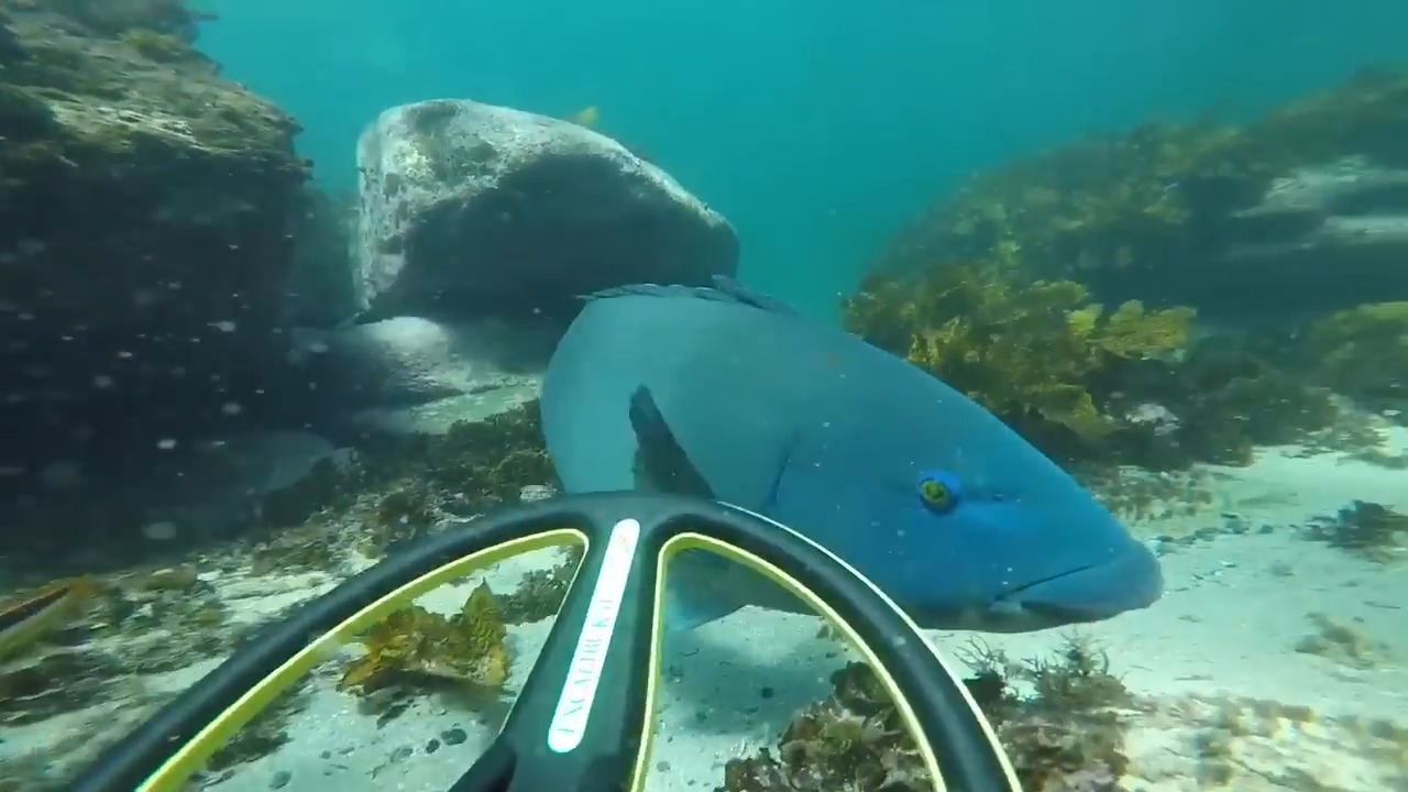 A protected ocean reserve was full of curious fish, lost sinkers, and ...