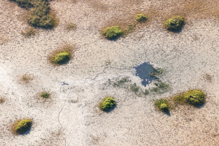 Desperate alligator seeking water becomes face of Florida drought
