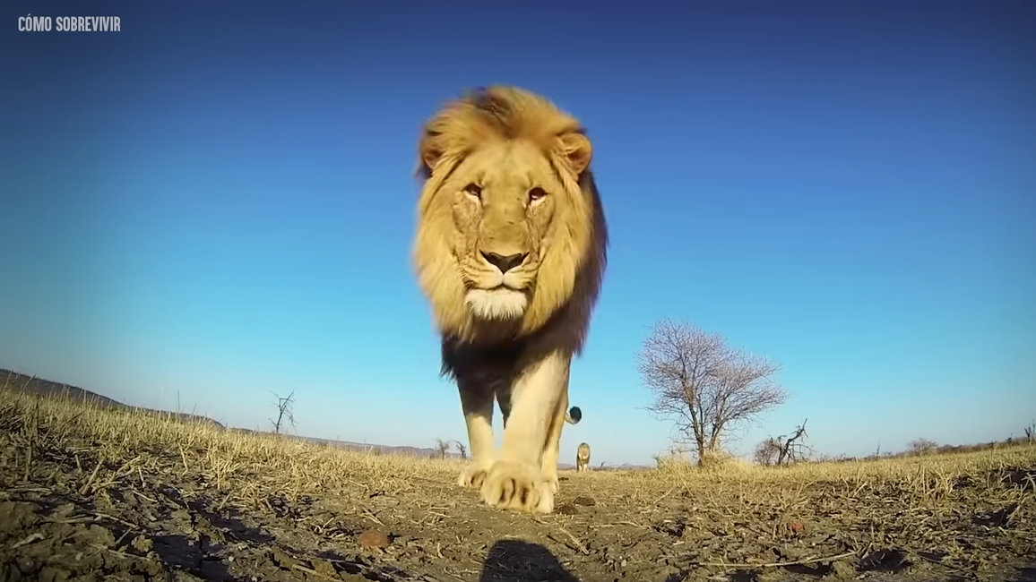 El león arrastró a su dueño por el cuello - y todo quedó grabado