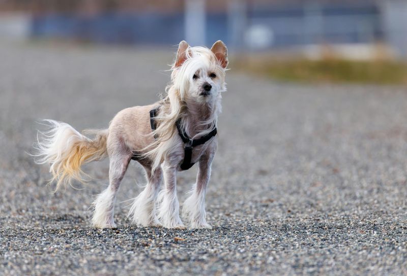 10 striking hairless dog breeds that look almost unreal in person