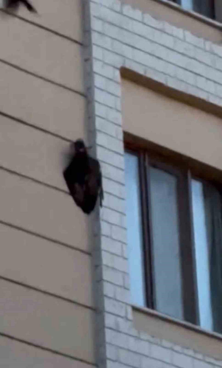 Iğdır’da kargaların saldırısına uğrayan saz delicesi kameraya yansıdı
