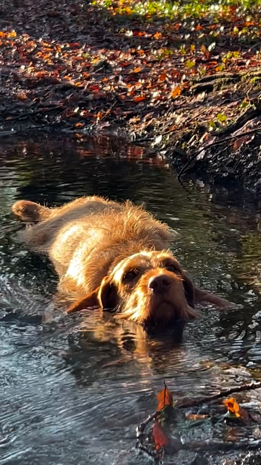 Dog relaxes in stream like he’s part of the water