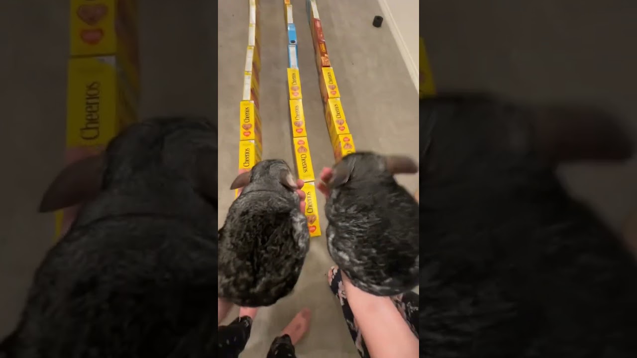See the exciting sprint of these fluffy little chinchillas