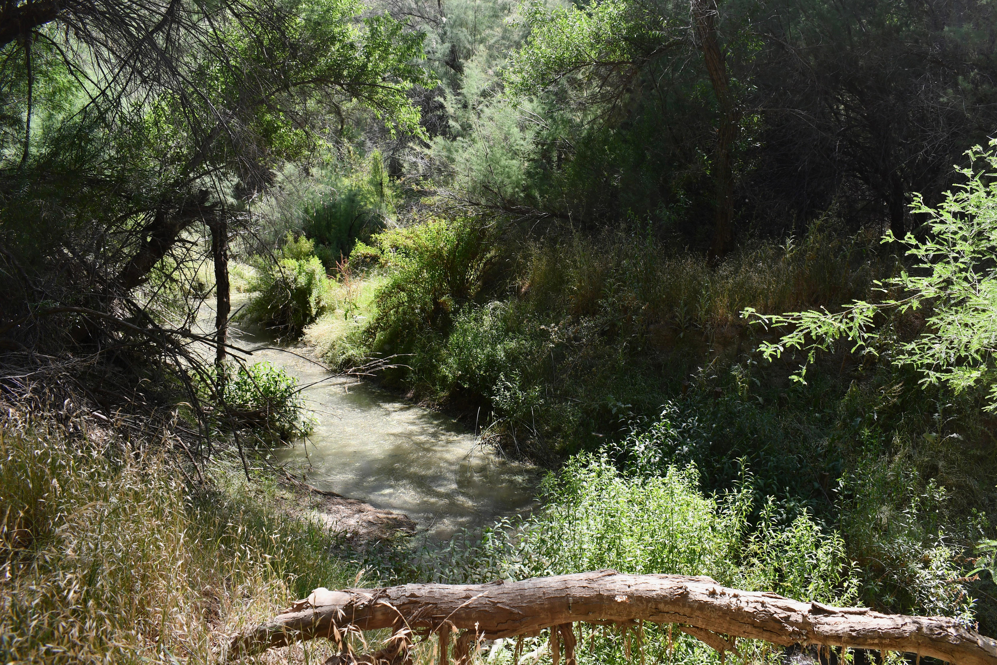 Fast-track mine review put Arizona owl habitat at risk, advocates say