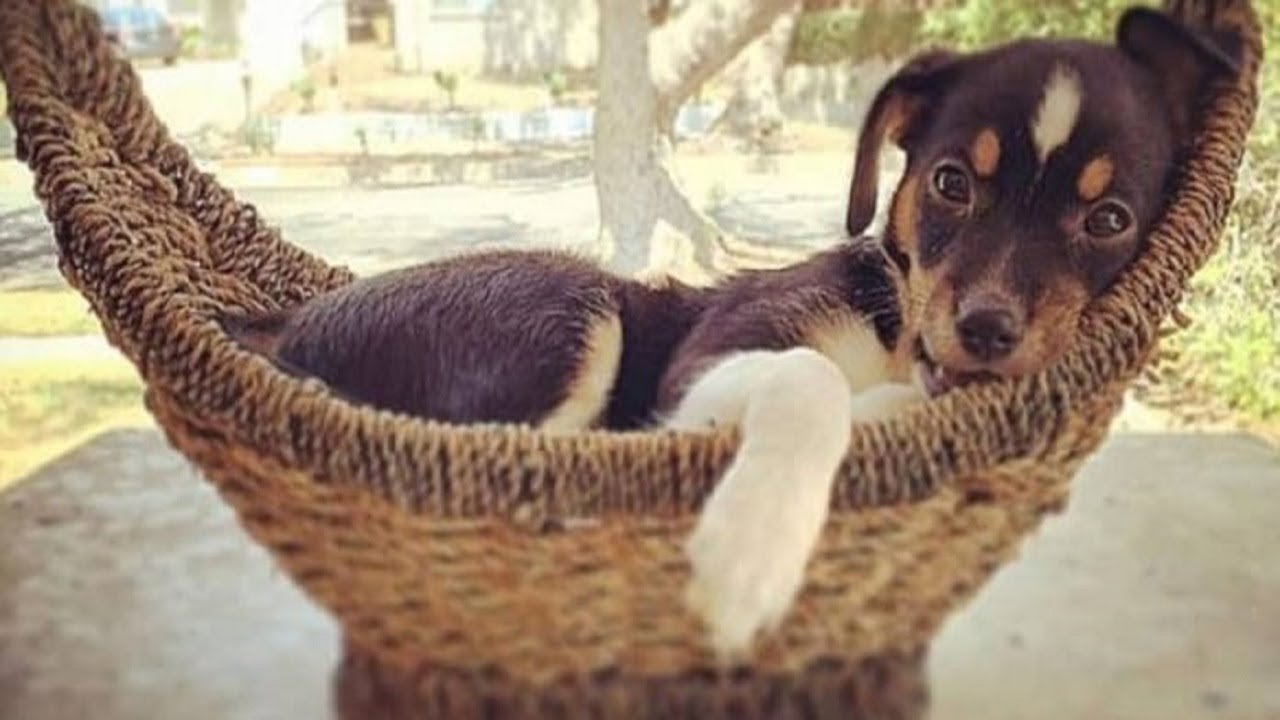 Woman adopted puppy no one wanted, but soon learned it was no ordinary dog