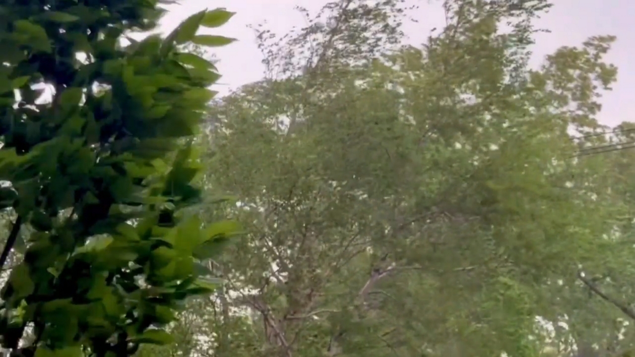 Severe thunderstorms bring strong winds and lightning in Cambridge ...