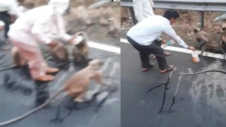 Thirsty monkey stops moving bus for water in Maharashtra amid scorching ...