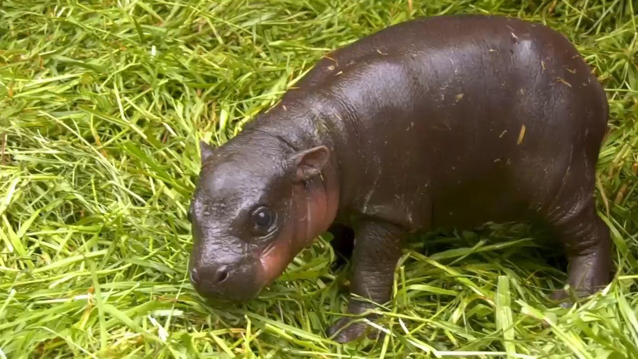 Baby pygmy hippo takes first outdoor bath at Berlin Zoo