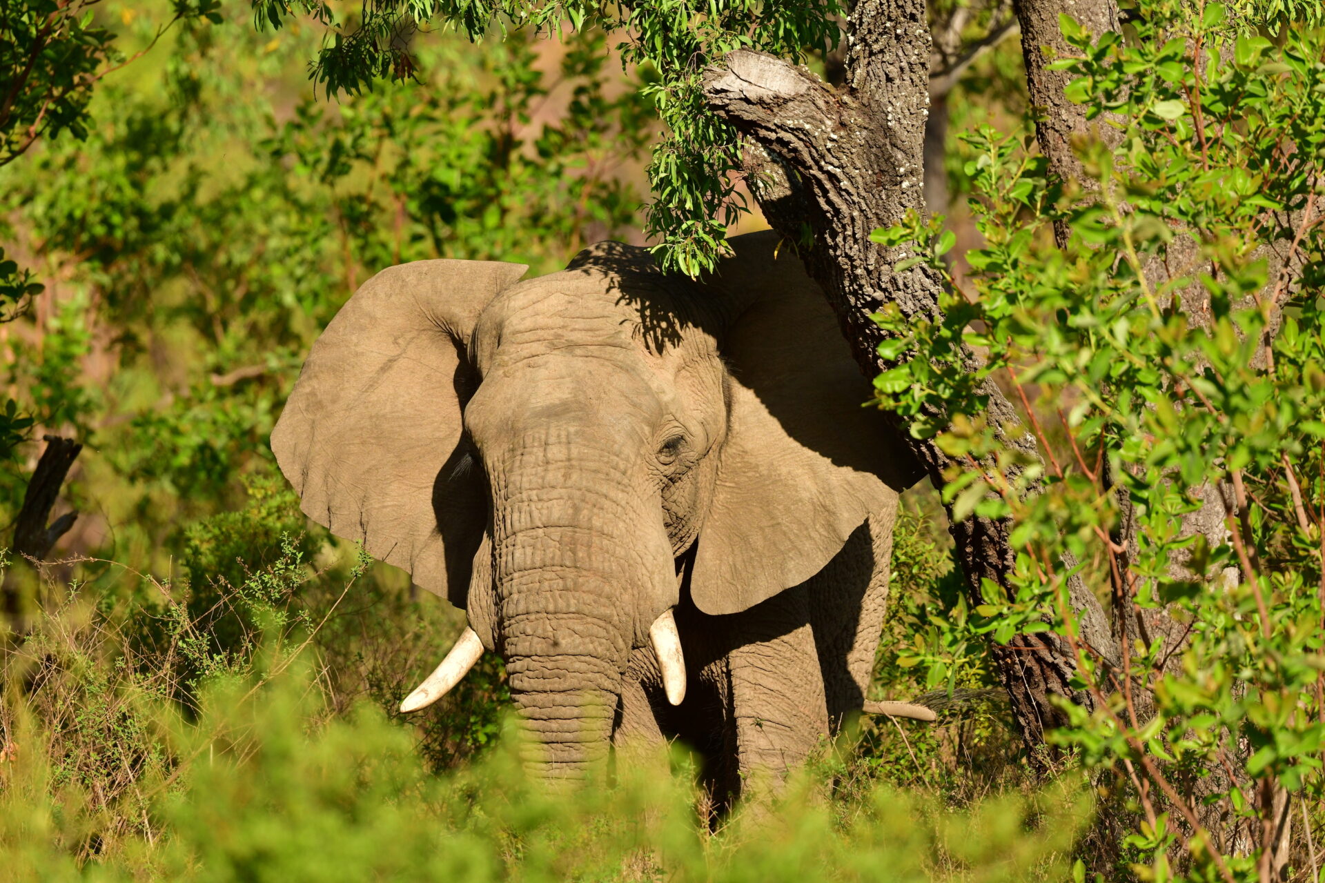 Si no hay excrementos de elefante, el ébano desaparecerá