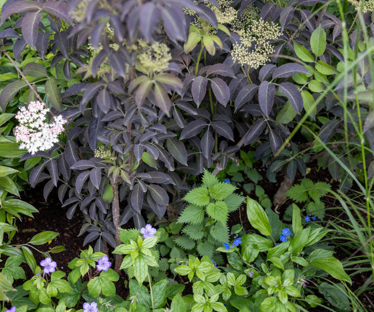 5 planting and design trends from RHS Chelsea 2026 that will work ...