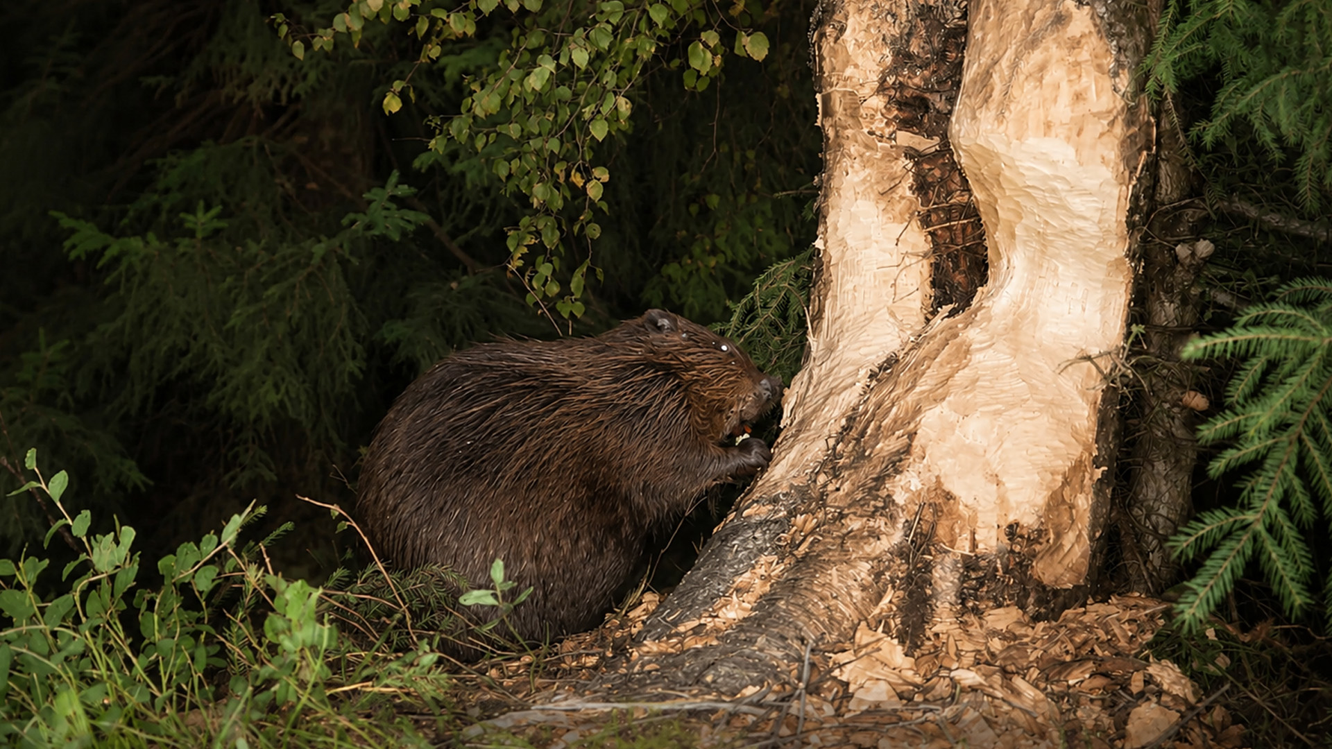 Trail camera records a beaver working through the night