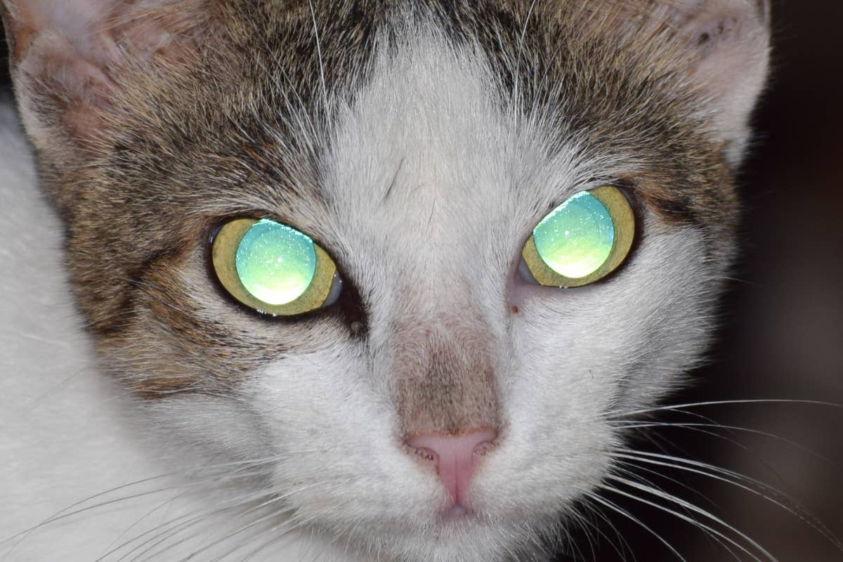 Why do cats’ eyes glow? 7 fascinating facts about cat eyes