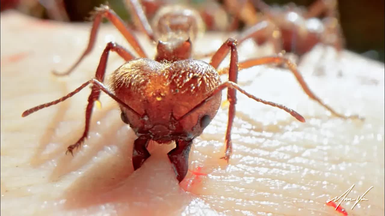 Ant bite so bad it will shock you!
